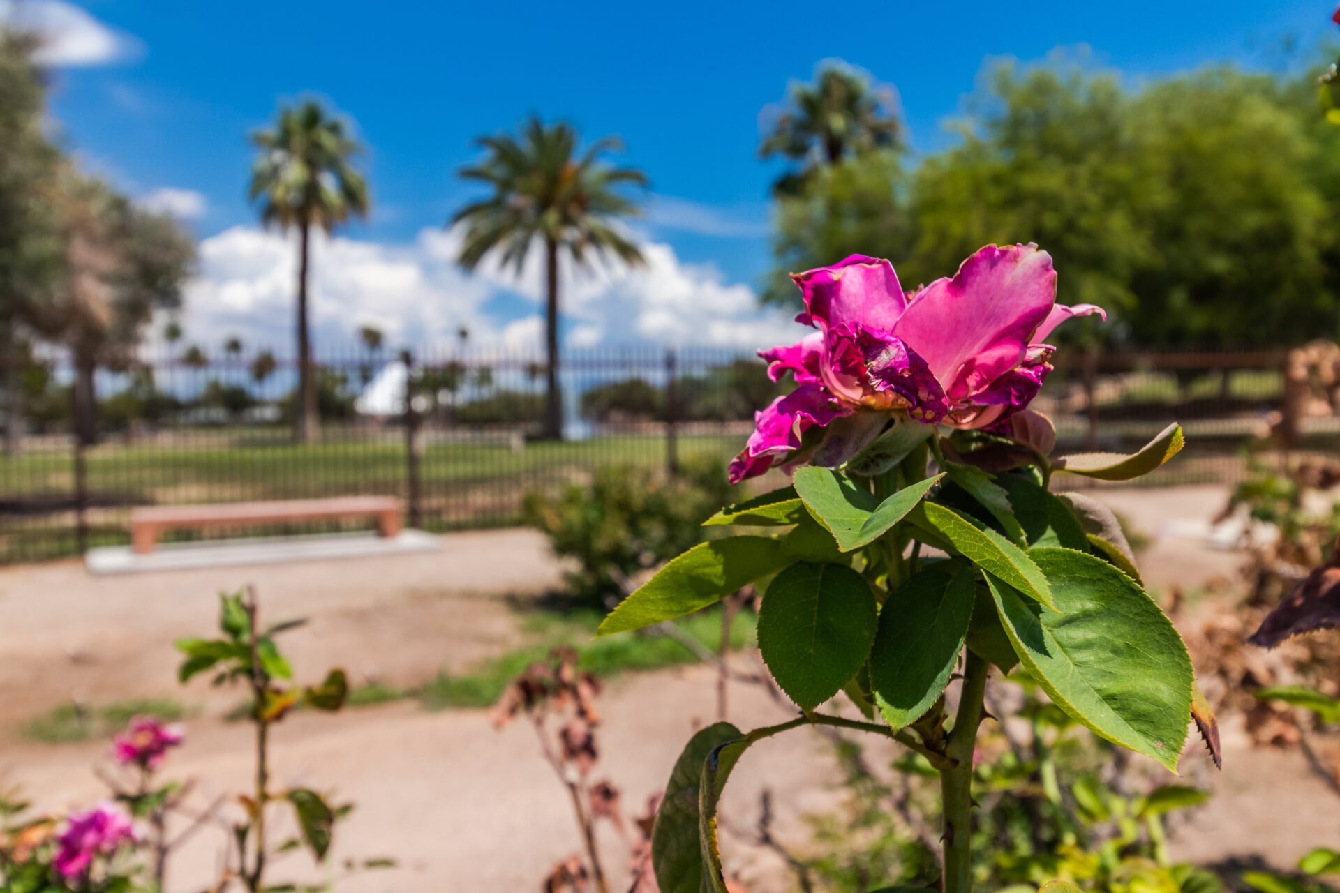 The Best Tucson Gardens Located in Beautiful Tucson Arizona